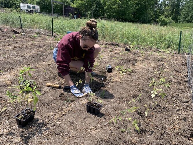 Central Michigan community garden revived | News, Sports, Jobs - The ...